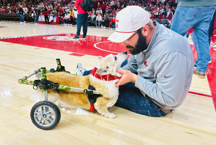 Meet Yumi, the Disabled Corgi Who Lost a Race and Won Hearts