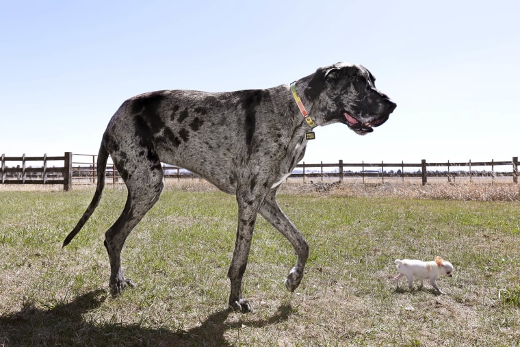 See the World's Tallest Dog and Smallest Dog Meet For a Playdate
