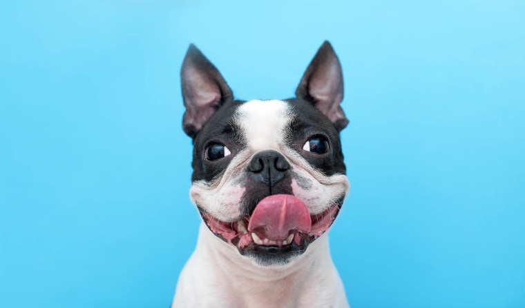 130 Best Human Names for Dogs