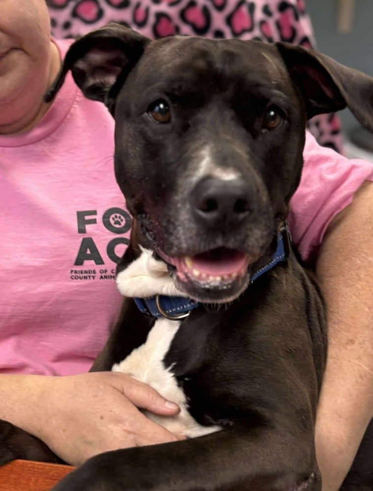Rescue dog senses stranger's oncoming seizure at pet adoption event