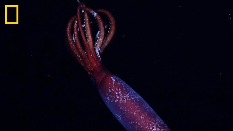 Scientists Spot Rare, Colorful Squid Species Alive For 1st Time — See ...