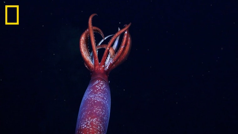 Scientists Spot Rare, Colorful Squid Species Alive For 1st Time — See the Pics