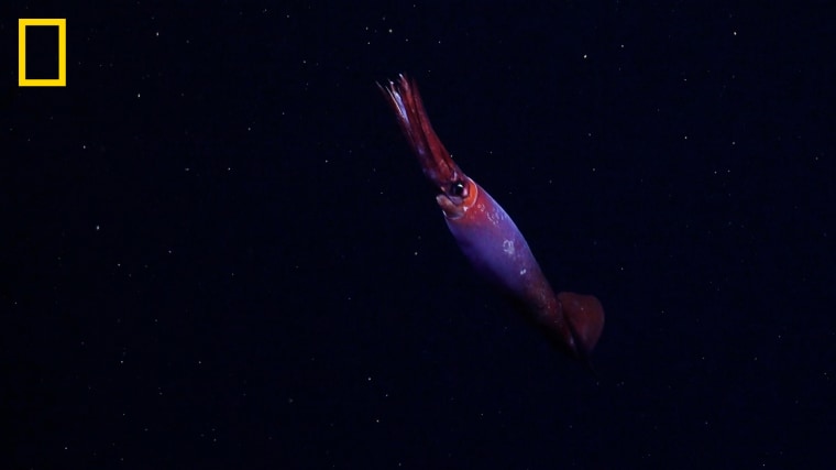 Scientists Spot Rare, Colorful Squid Species Alive For 1st Time — See the Pics