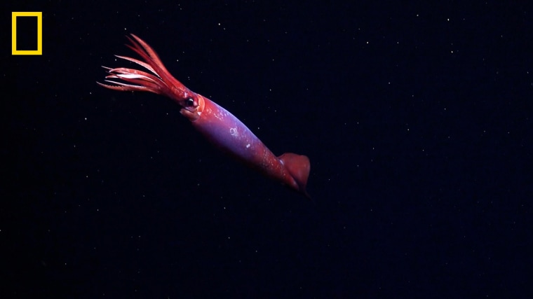 Scientists Spot Rare, Colorful Squid Species Alive For 1st Time — See ...