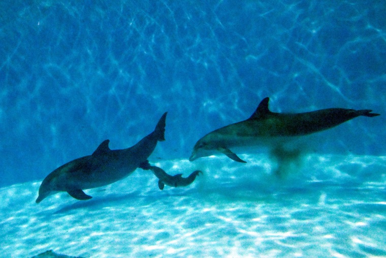 Dolphin’s Birth Caught on Camera in the Middle of the Night at Chicago Zoo