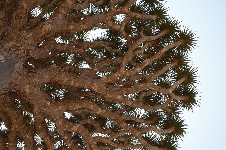 Millions of years of evolution could be wiped out on 'Galapagos of the ...