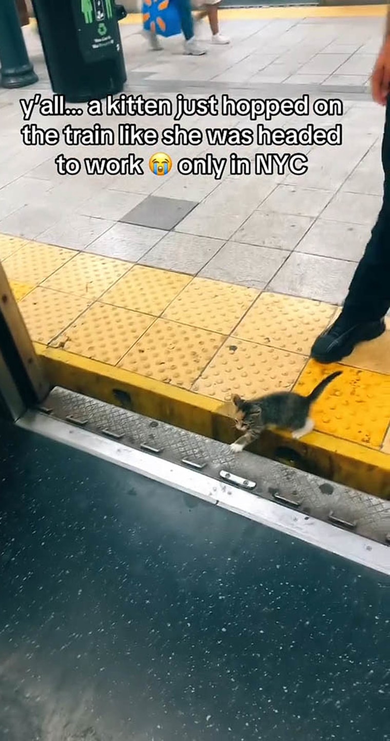 Kitten Adopted By Woman Who Found Her On New York Subway: EXCLUSIVE