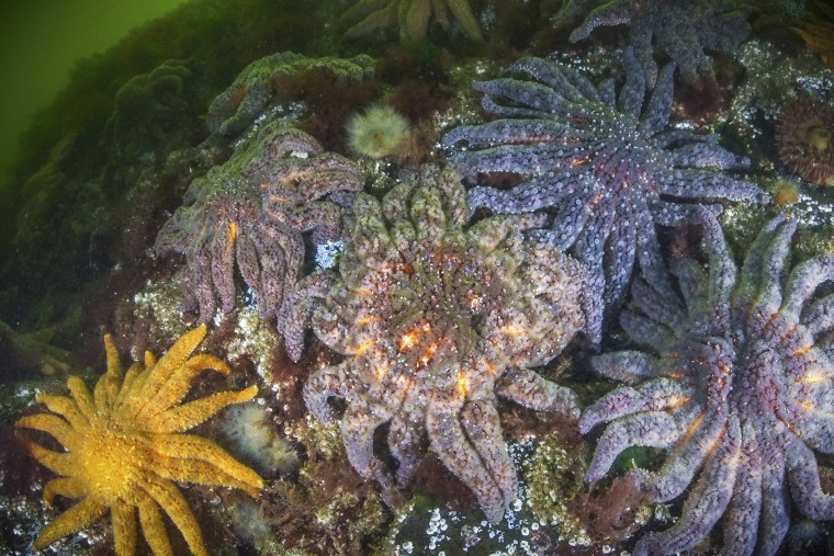 Scientists say they've found out what killed over 5 billion sea stars