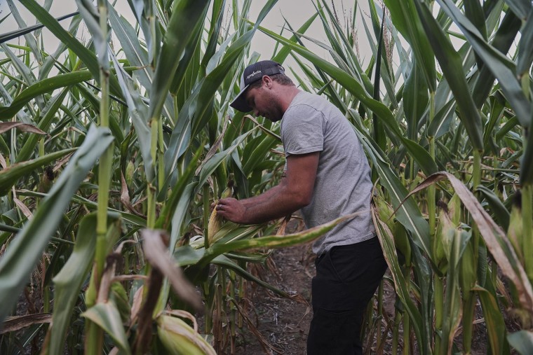 To get that perfect ear of corn, weather has to cooperate. Climate ...