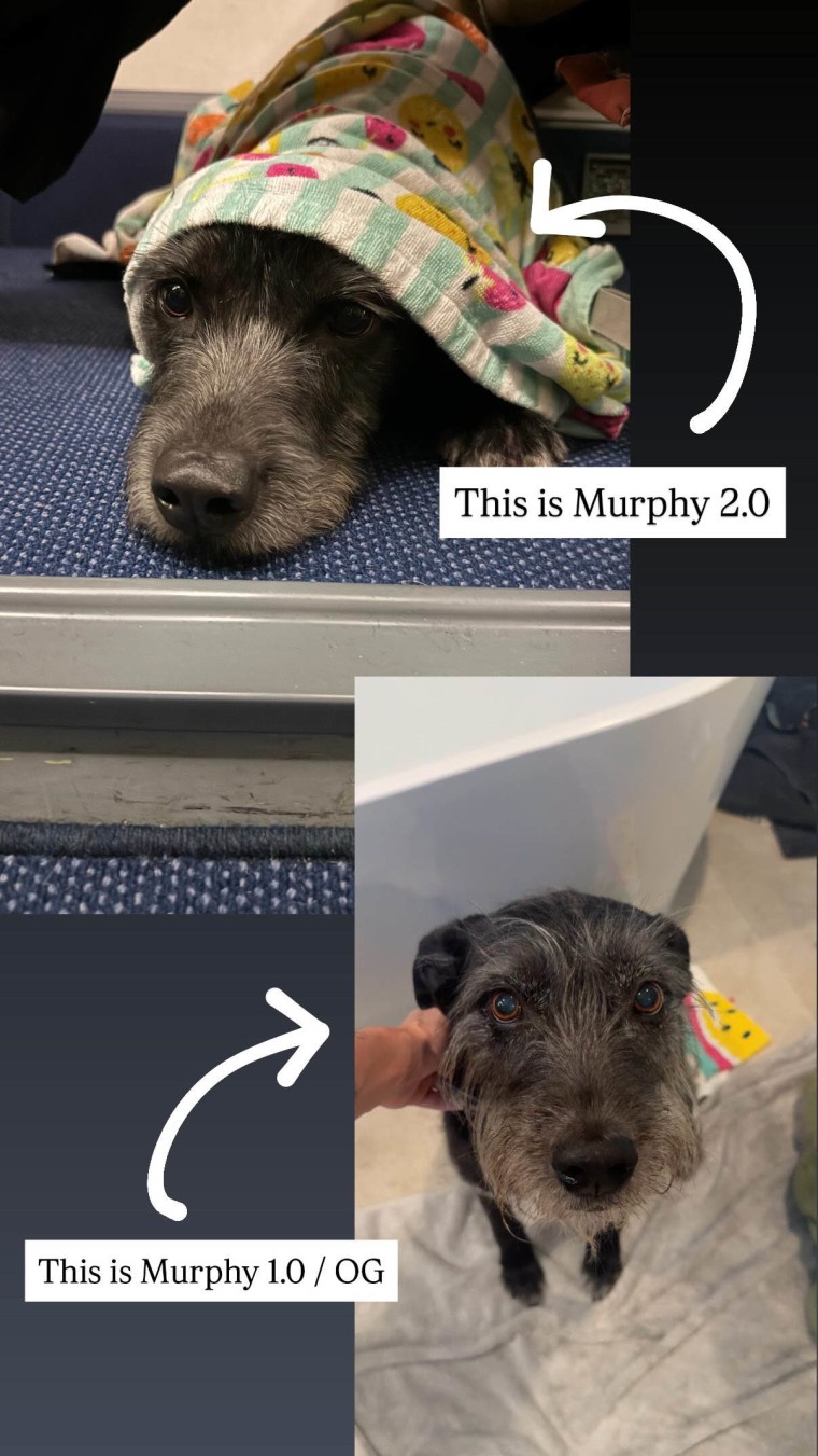 Woman Adopts Rescue That Looks Like Late Dog — and Has Same Name