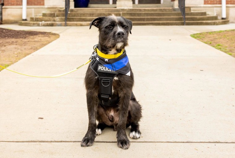 TODAY SHOW | 2025 American Humane Hero Dog Awards Has a Winner: Meet ...