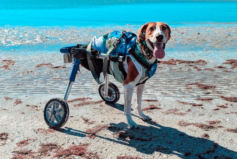 TODAY SHOW | 2025 American Humane Hero Dog Awards Has a Winner: Meet ...