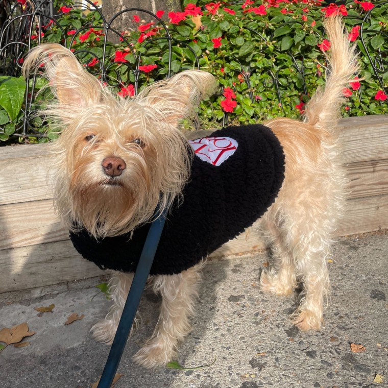 Jill Martin NFL Collection: Shop Cozy Loungers, Hats and more