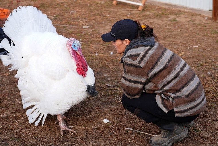 Looking for an alternative Thanksgiving? Try 'adopting' a turkey