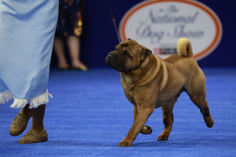 How To Watch, Stream the National Dog Show on Thanksgiving 2025