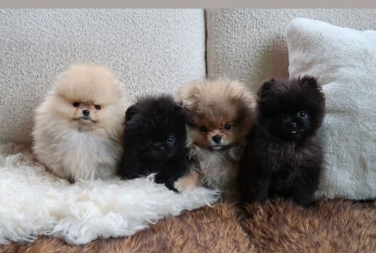 Kim Kardashian Gifts Her 4 Kids Their Own Dogs for Christmas