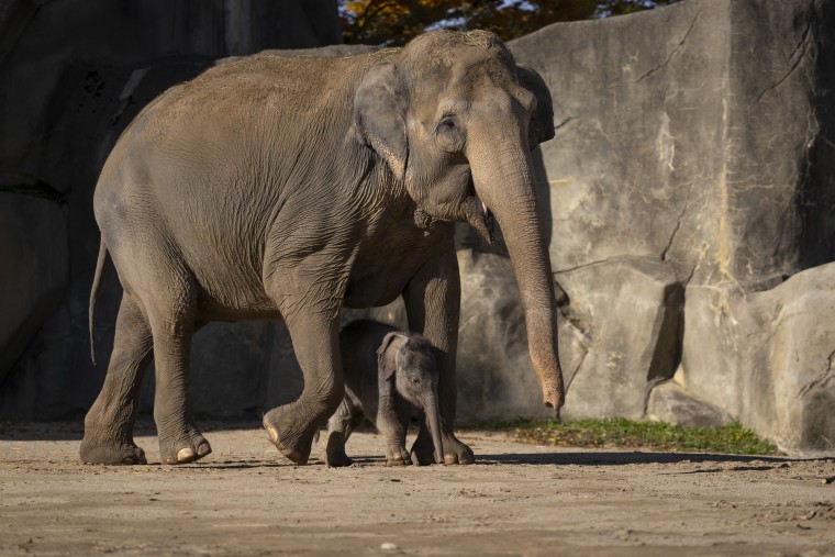 Columbus Zoo Announces Name of Baby Elephant Born in October
