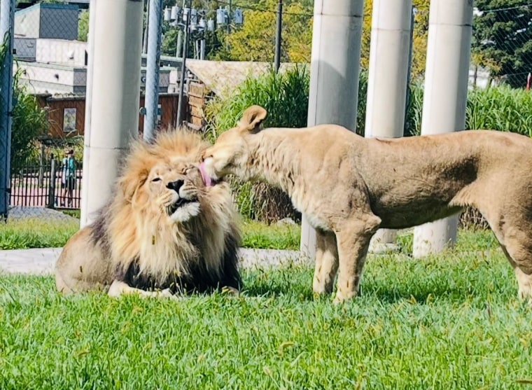 Help TODAY Name the New Lion Cubs at Turtle Back Zoo