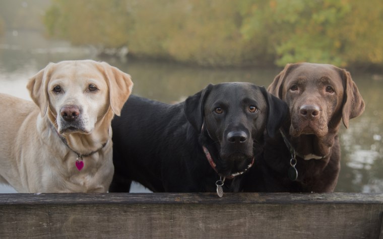 The 5 Most Popular Dog Breeds in the US Revealed by AKC: EXCLUSIVE