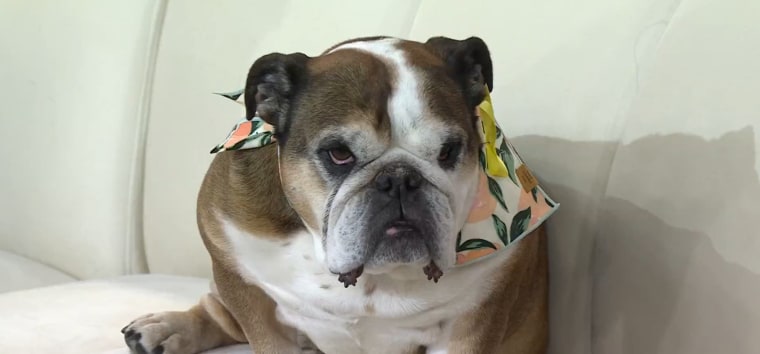 Dennis Quaid's Dog Peaches Makes Anchors Laugh During TODAY Interview