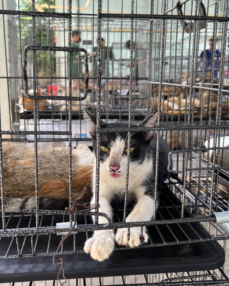 Police rescue hundreds of cats from being eaten in Vietnam with bust of ...