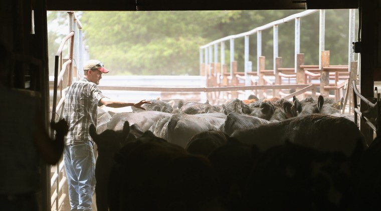 Drought forces Midwest ranchers to sell off livestock Drought forces Midwest ranchers to sell off livestock