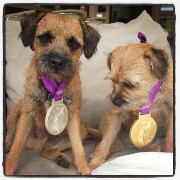 Andy Murray's Olympic medals go to the dogs