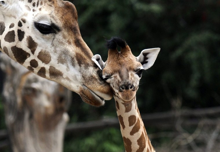 Rare giraffe born at German Zoo