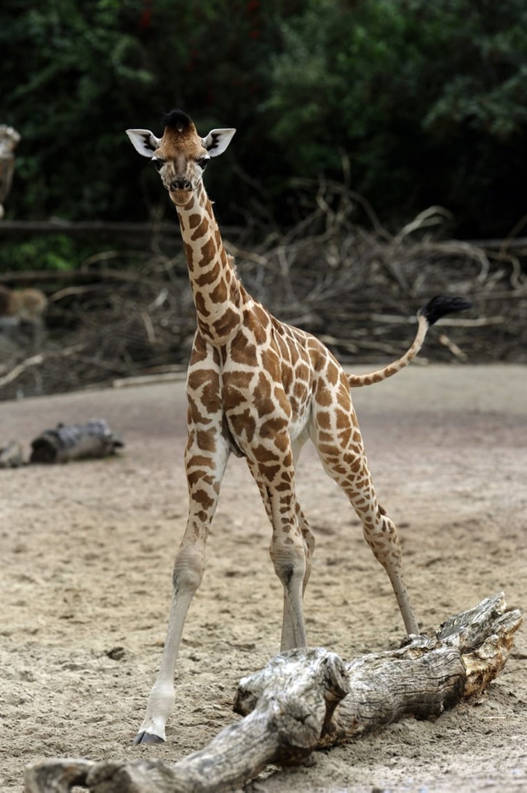 Rare giraffe born at German Zoo