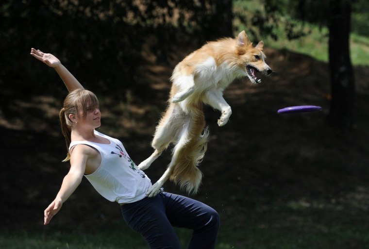Check out these high-flying disc dogs!