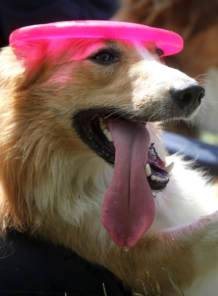 Check out these high-flying disc dogs!