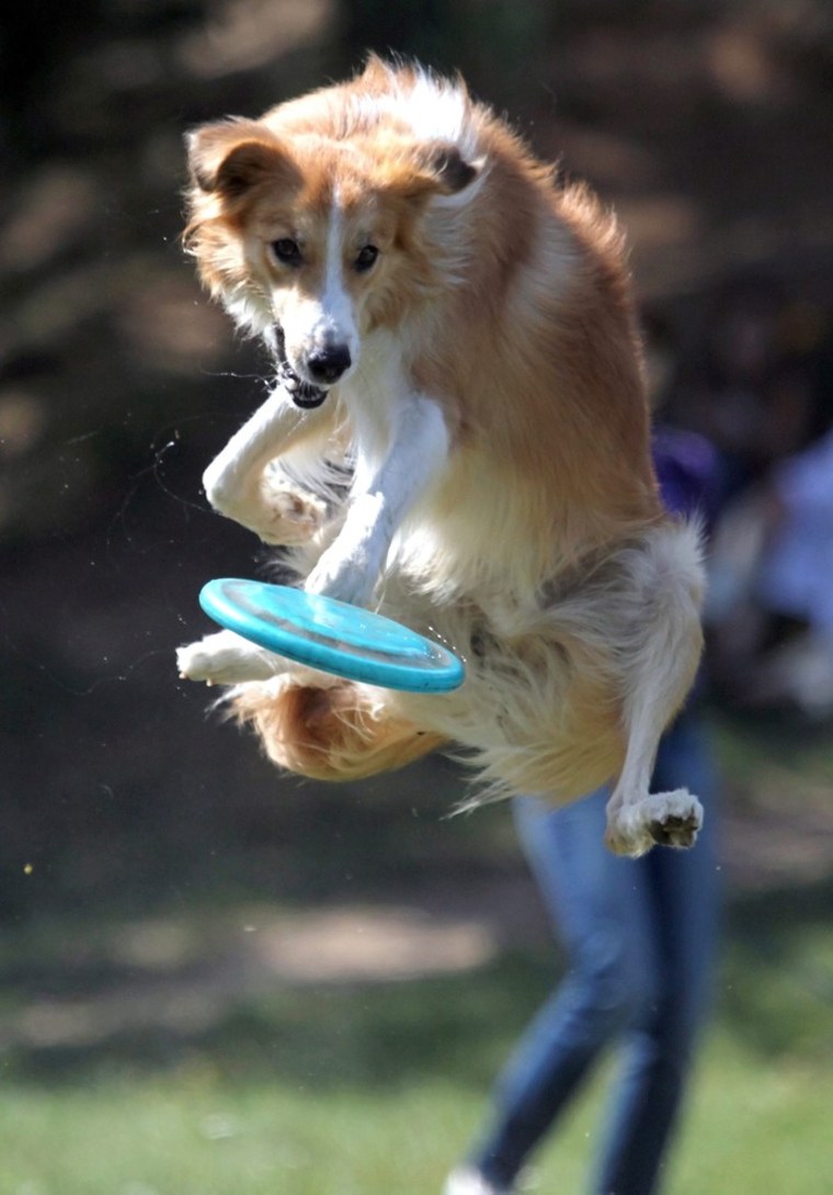Check out these high-flying disc dogs!