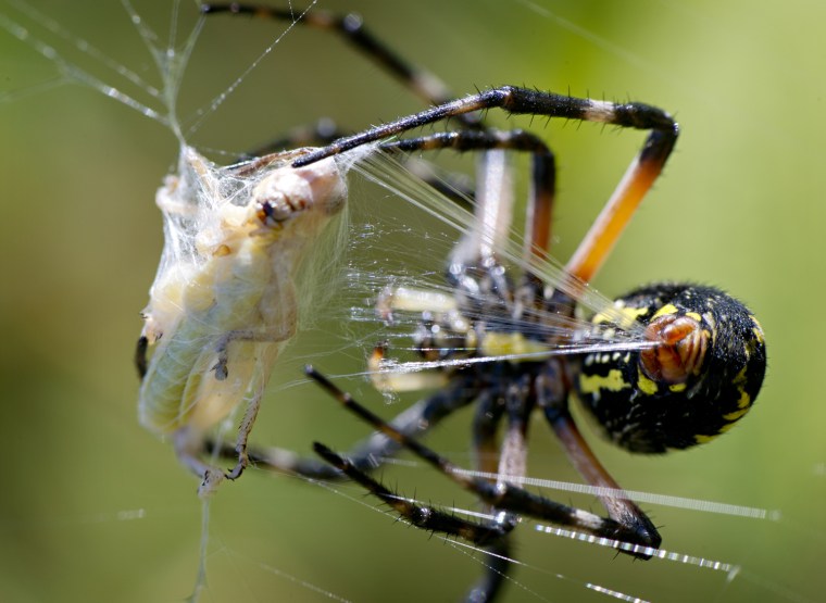 The not so... itsy, bitsy spider
