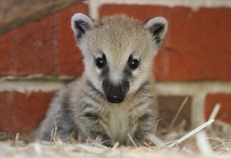 Coatis move in to the Melbourne Zoo