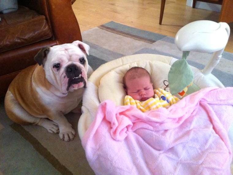 New baby, fat pet? Why pets get pudgy after baby arrives