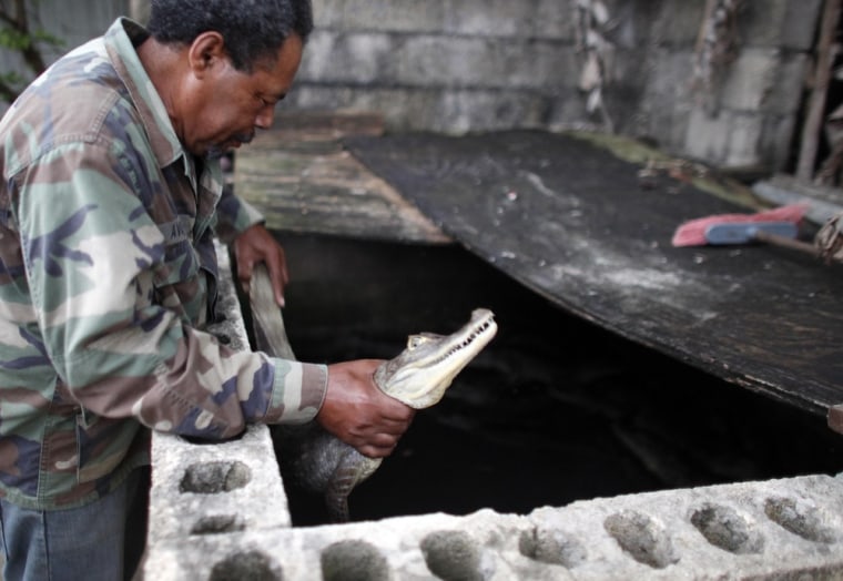Caimans surround Puerto Rico town, so locals fight back with lassoes ...
