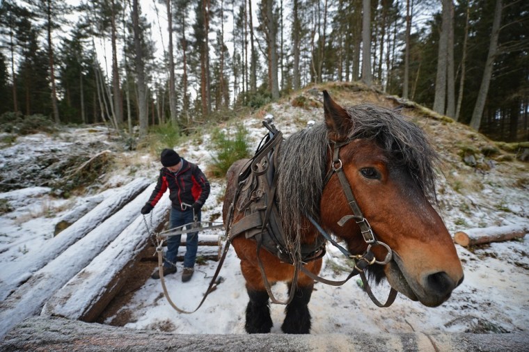 Horse loggers forgo heavy machinery to protect nature