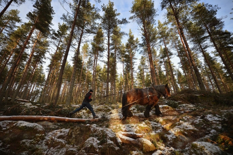 Horse loggers forgo heavy machinery to protect nature