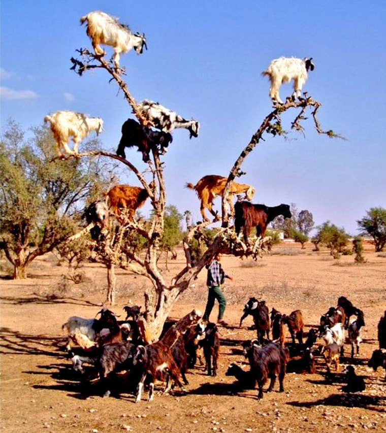 Pre-caffeine tech: Google gangbusters, goats in trees!