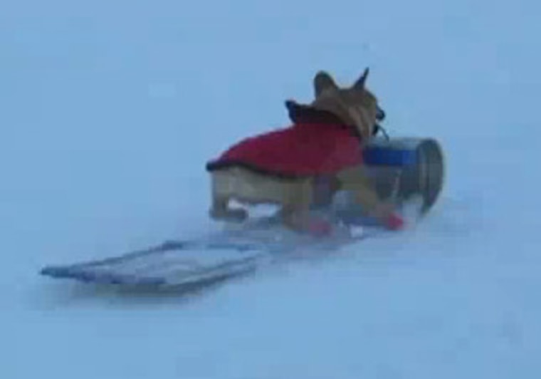 Stone cold Frenchie jacks a sled