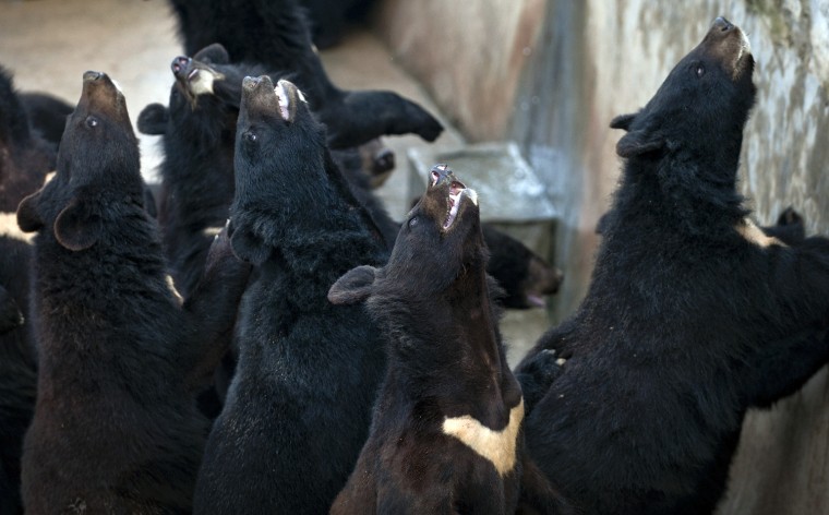 Chinese company looks to expand bear-bile farms