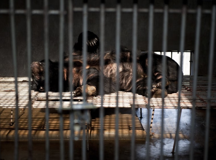 Chinese company looks to expand bear-bile farms