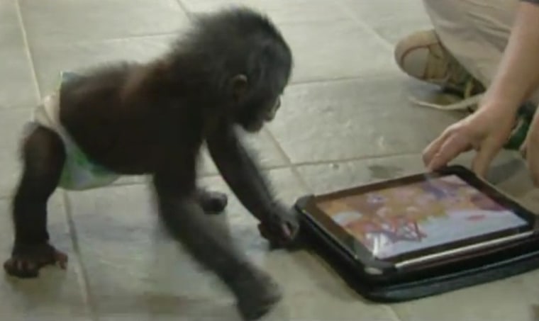 Growing up with tech makes young bonobos language-savvy