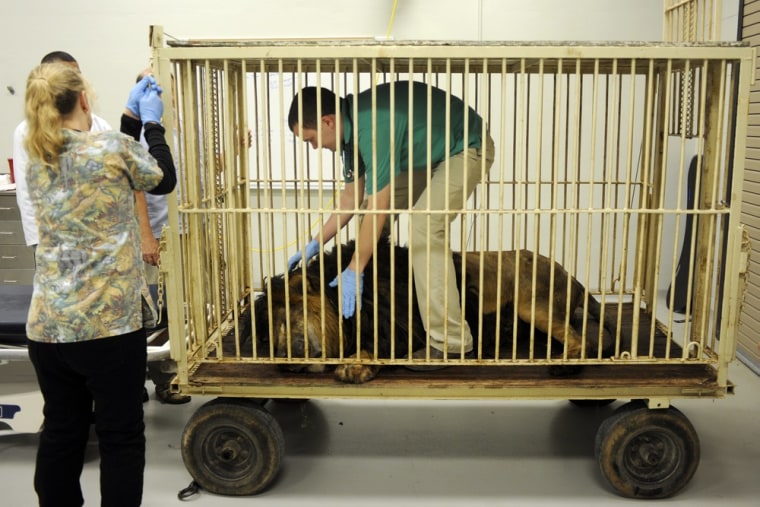 Tsavo the lion receives treatment to remove orange size tumor