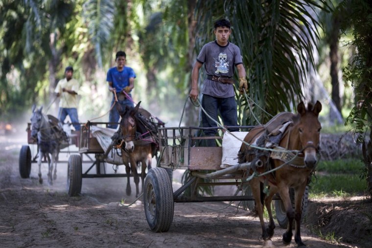 Farmers seize land from one of the wealthiest men in Honduras