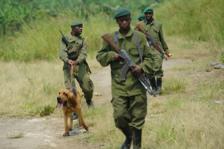 Mountain gorillas threatened by rebellion in war-torn Congo