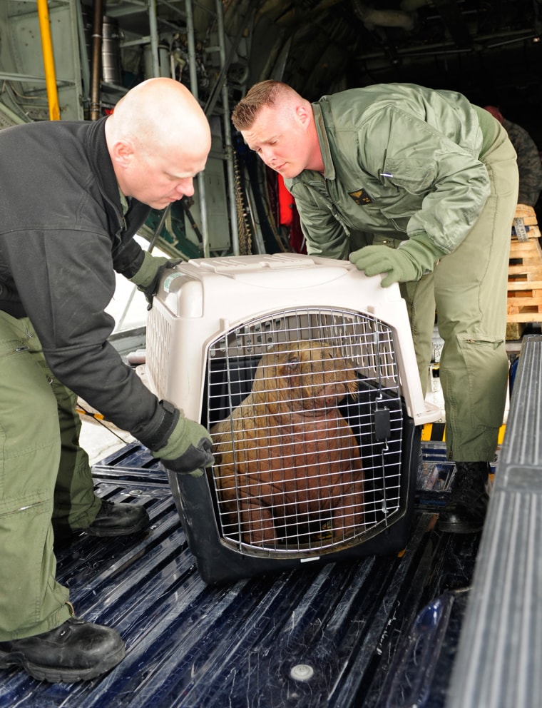 Malnourished walrus calves rescued, make trip to Alaska's big city for ...
