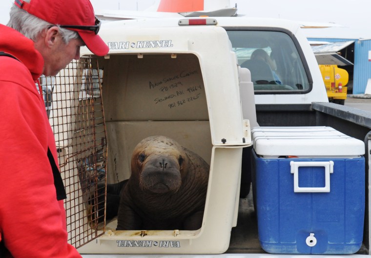 Malnourished walrus calves rescued, make trip to Alaska's big city for ...