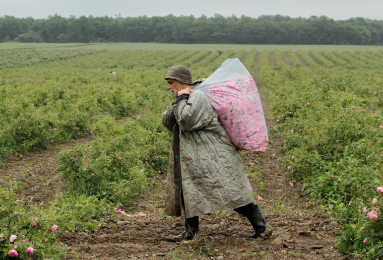 Everything coming up roses in Bulgaria's Rose Valley
