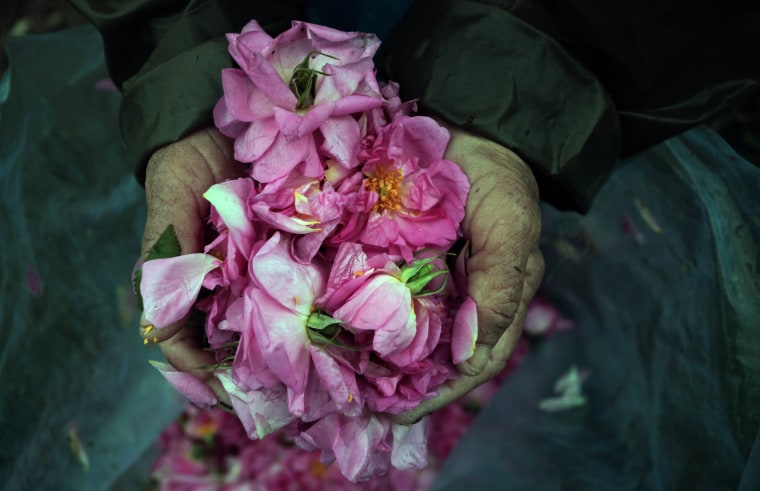Everything coming up roses in Bulgaria's Rose Valley